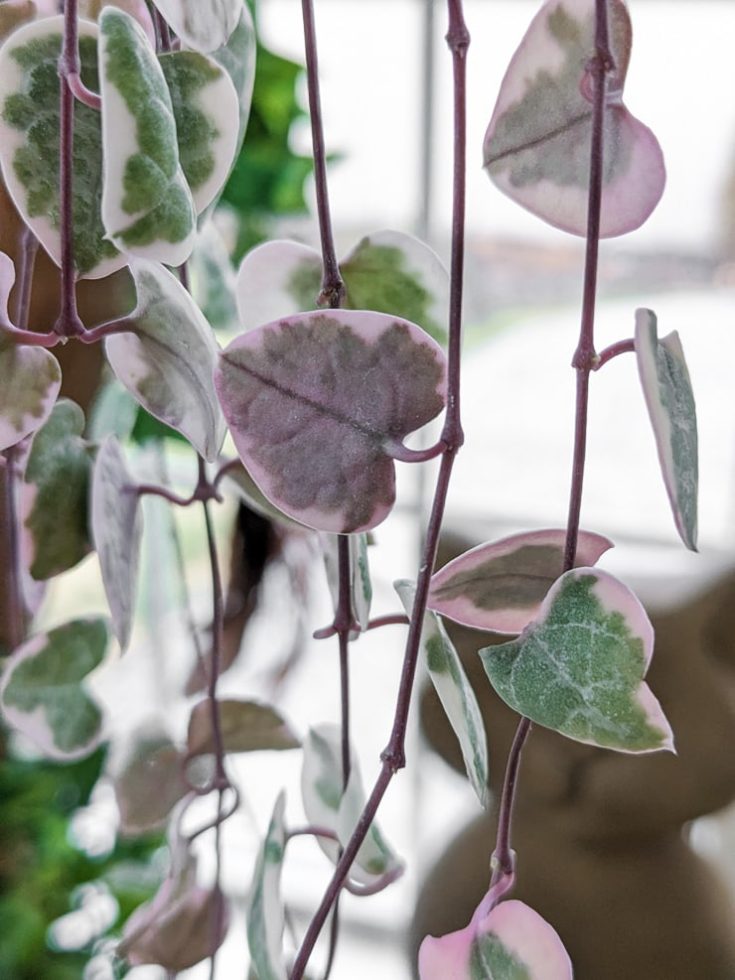 Variegated string of hearts care & all the tips you need to know!