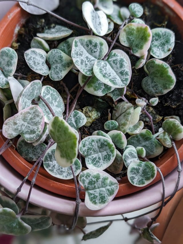 Variegated string of hearts care & all the tips you need to know!