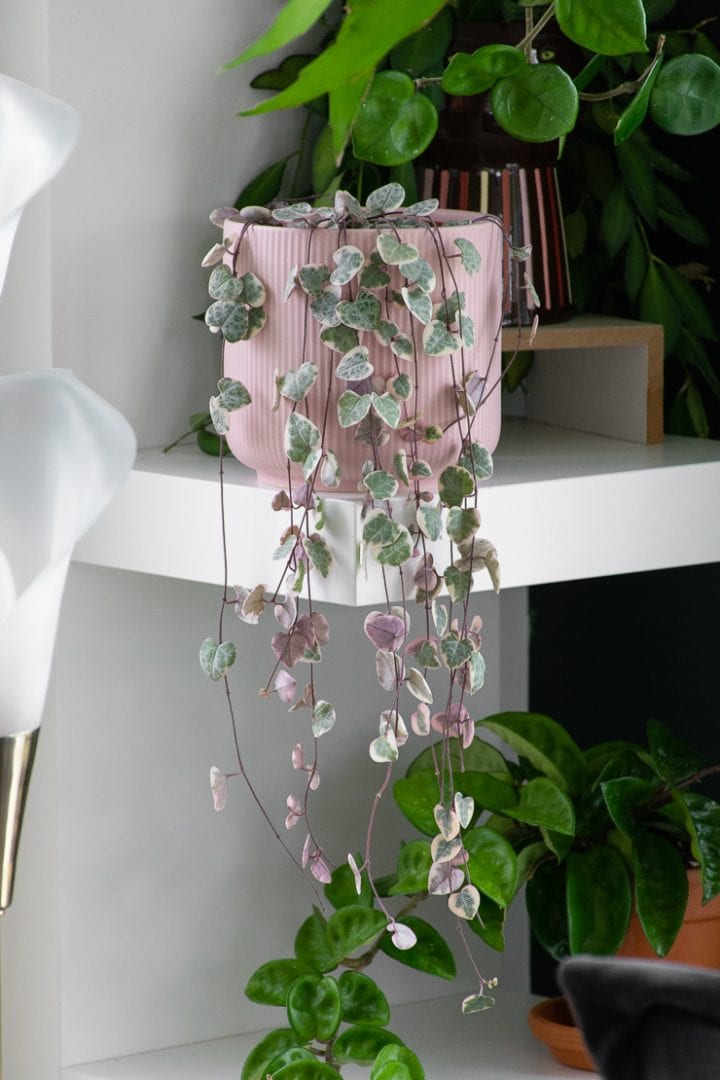 Variegated string of hearts care & all the tips you need to know!