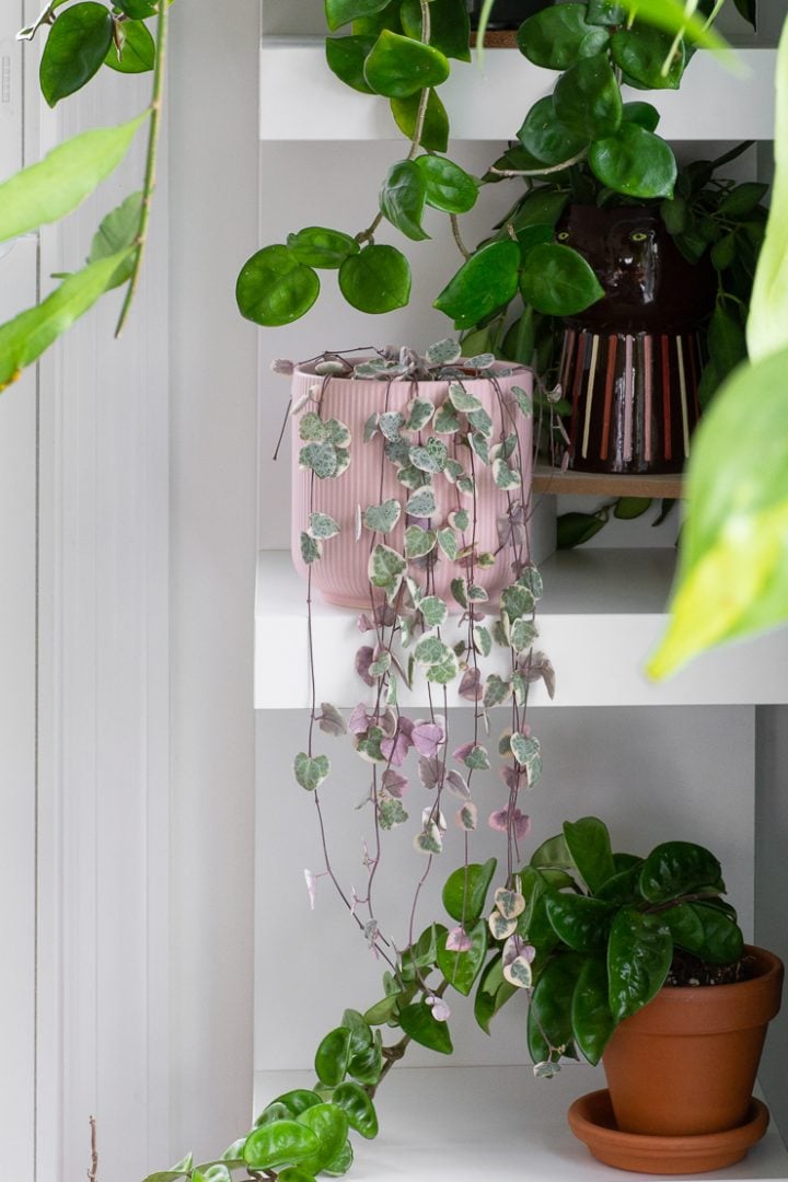 Variegated string of hearts care & all the tips you need to know!
