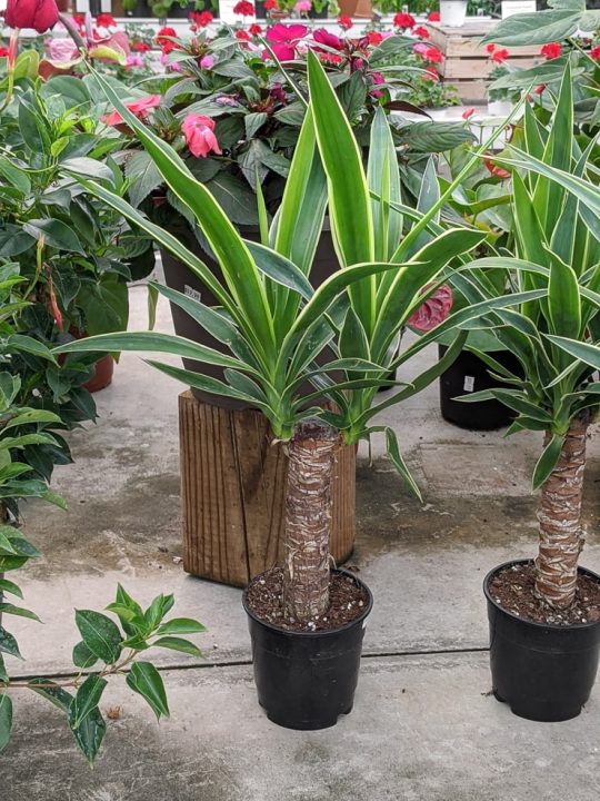 All about yucca plant care, including the spineless yucca cane!