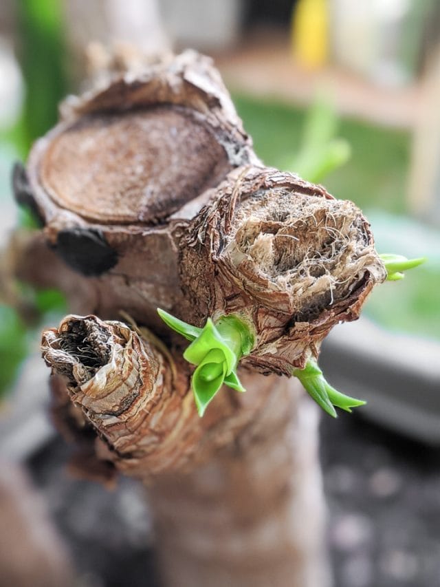 All about yucca plant care, including the spineless yucca cane!