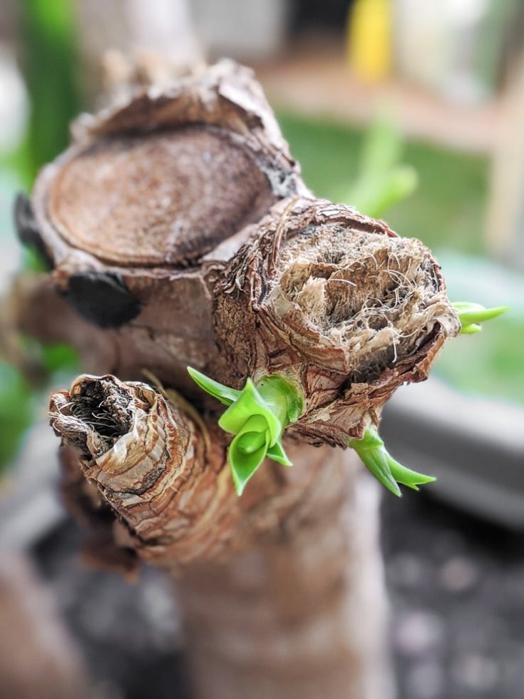 All about yucca plant care, including the spineless yucca cane!