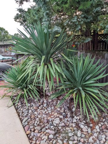 All about yucca plant care, including the spineless yucca cane!