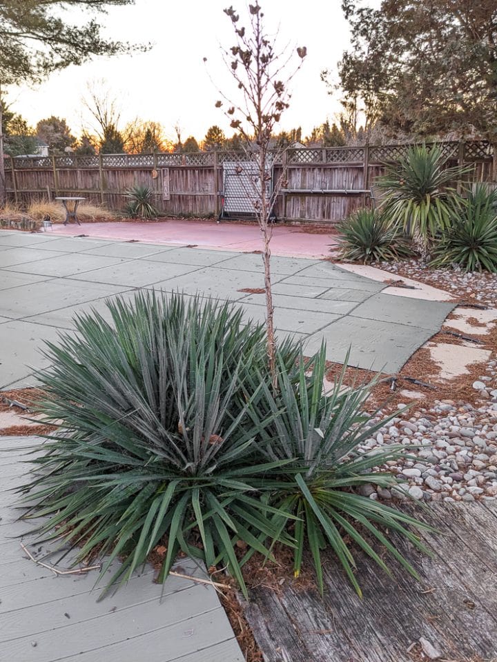 All about yucca plant care, including the spineless yucca cane!