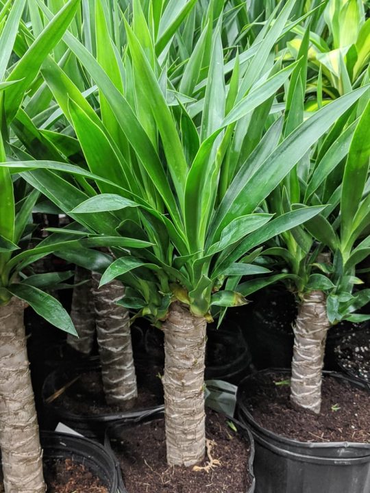 All about yucca plant care, including the spineless yucca cane!