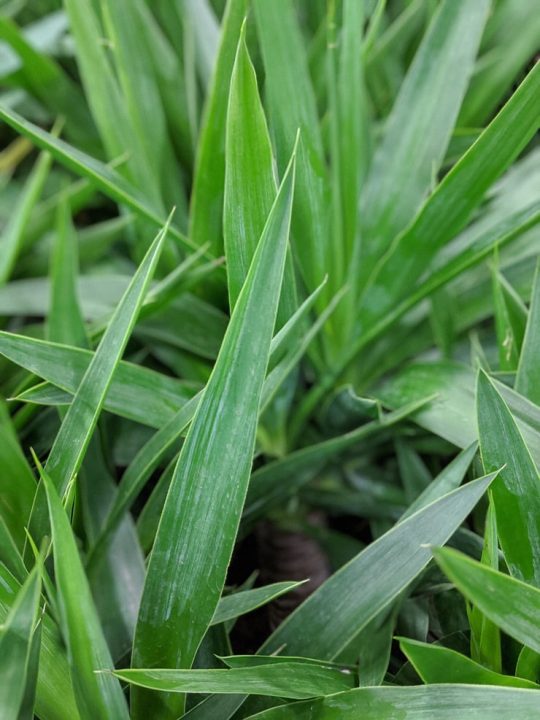 All about yucca plant care, including the spineless yucca cane!