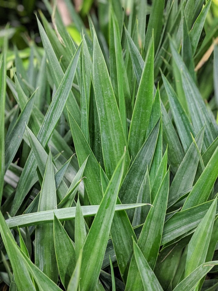 All about yucca plant care, including the spineless yucca cane!
