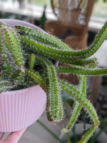 Learn how to care for the very cool dog tail cactus!