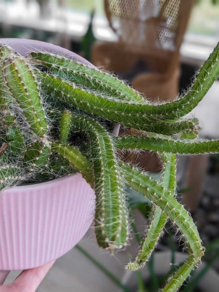 Learn how to care for the very cool dog tail cactus!