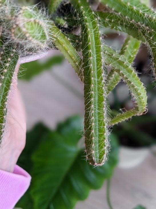 Learn how to care for the very cool dog tail cactus!