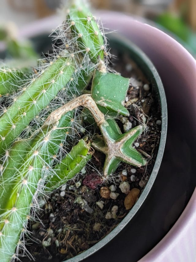 Learn how to care for the very cool dog tail cactus!