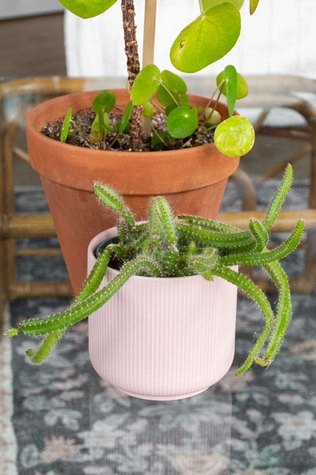 Learn how to care for the very cool dog tail cactus!