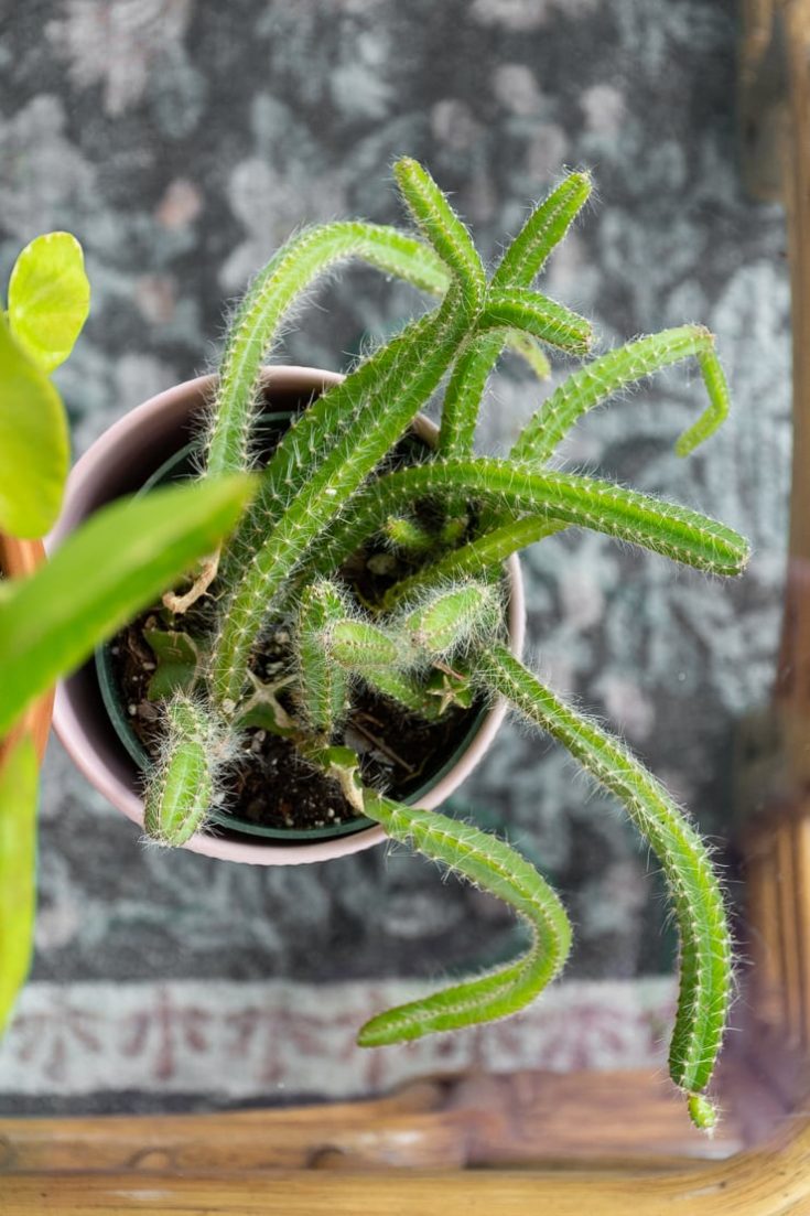 Learn how to care for the very cool dog tail cactus!