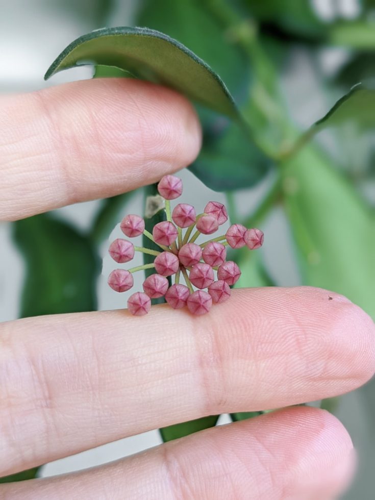 How to get a hoya to bloom & my tips for encouraging flowering!
