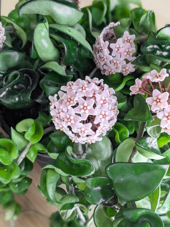 How to get a hoya to bloom & my tips for encouraging flowering!
