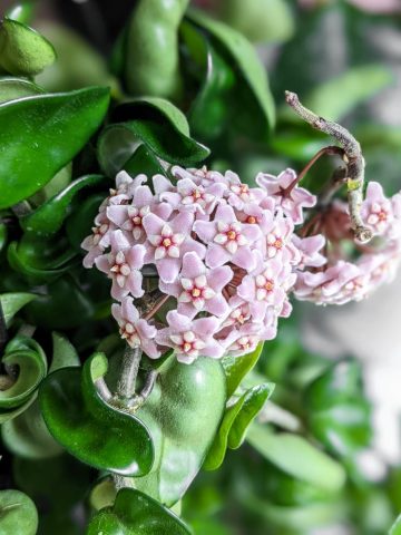 How to get a hoya to bloom & my tips for encouraging flowering!
