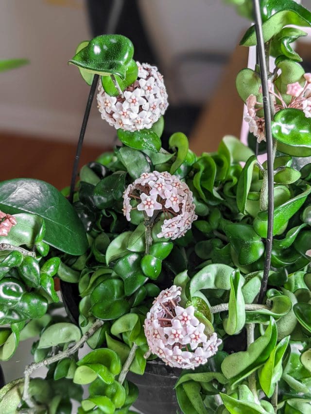 How to get a hoya to bloom & my tips for encouraging flowering!
