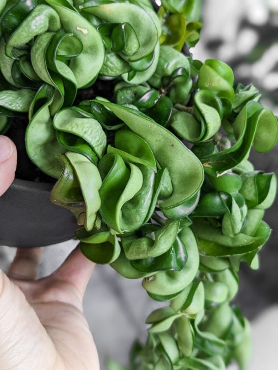 How to get a hoya to bloom & my tips for encouraging flowering!