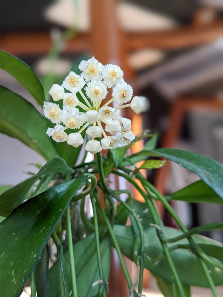 How to get a hoya to bloom & my tips for encouraging flowering!