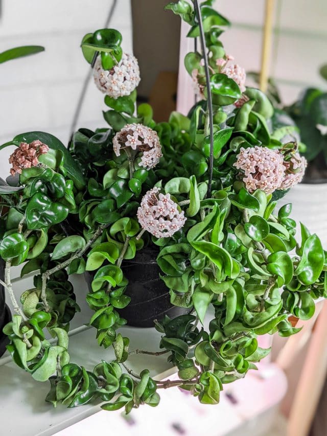 How to care for the unique trailing hoya rope plant!