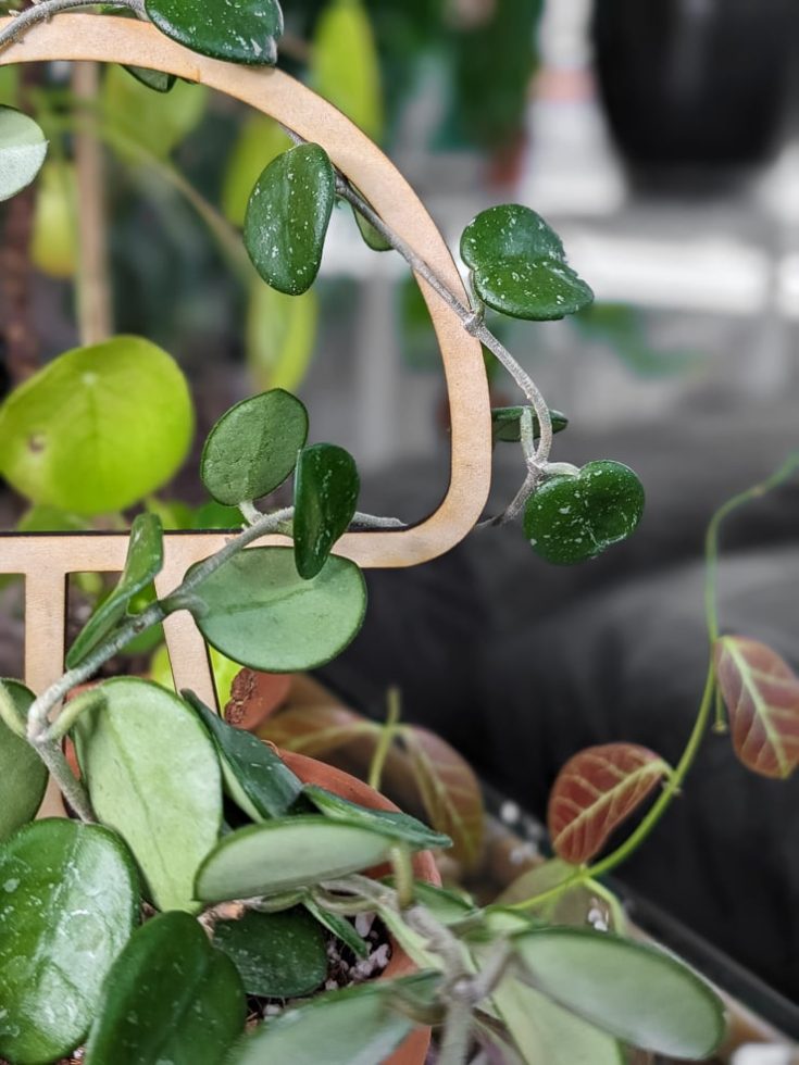 16 free houseplant trellis SVG files for laser cutter machines!