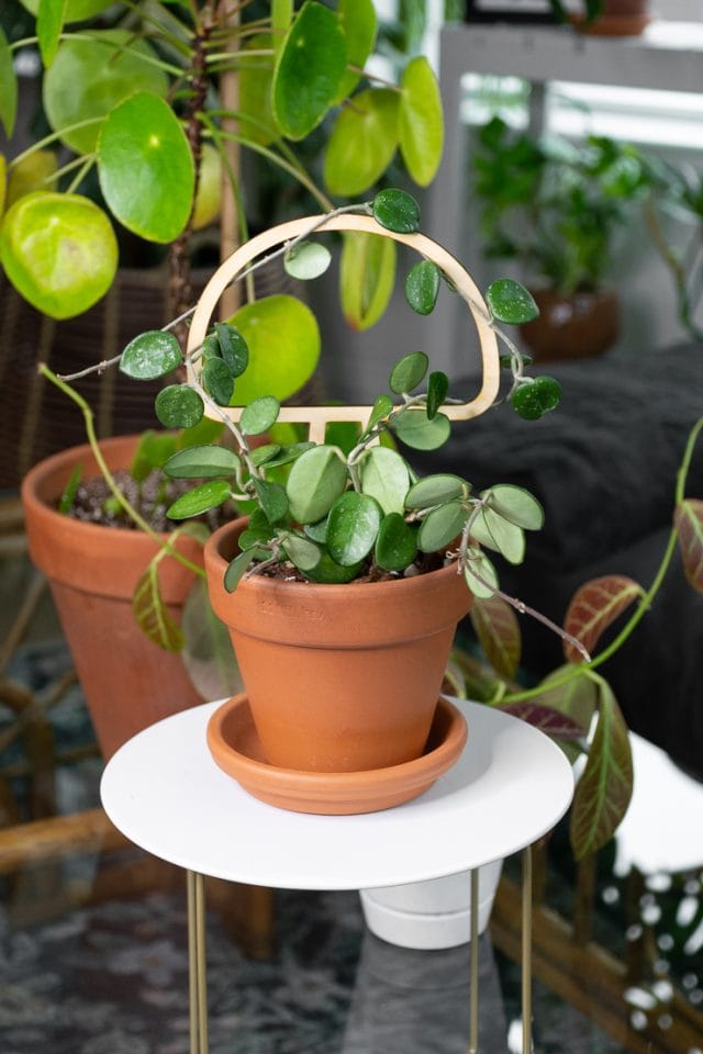 How do you care for the pretty little hoya mathilde?