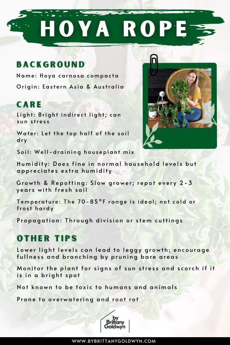 How to care for the unique trailing hoya rope plant!