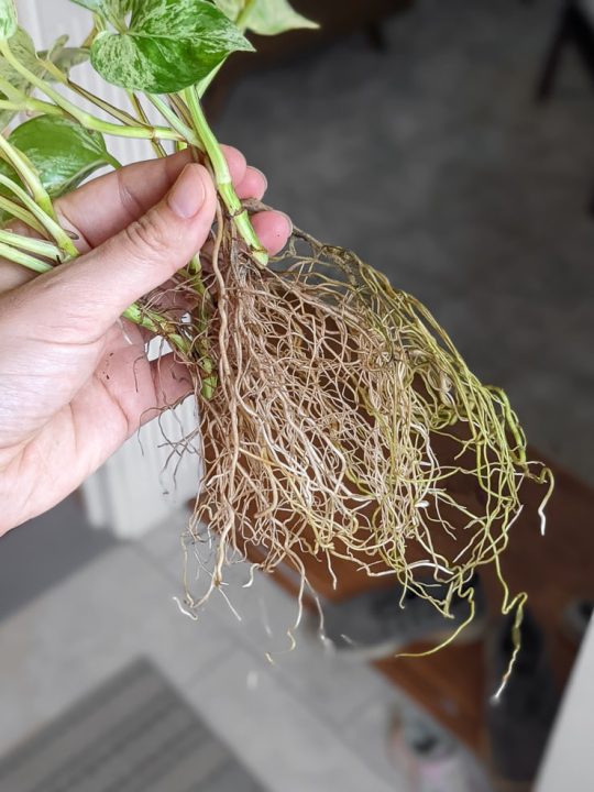 Snow queen pothos & caring for this stunning variegated plant!