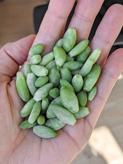 Burro's Tail Care Guide: How to Grow This Unique Succulent