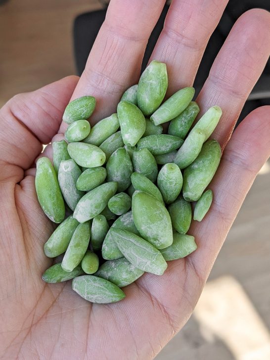 Burro's Tail Care Guide: How to Grow This Unique Succulent