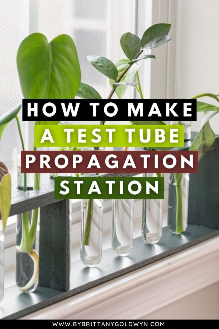 How to make a gorgeous test tube propagation station!