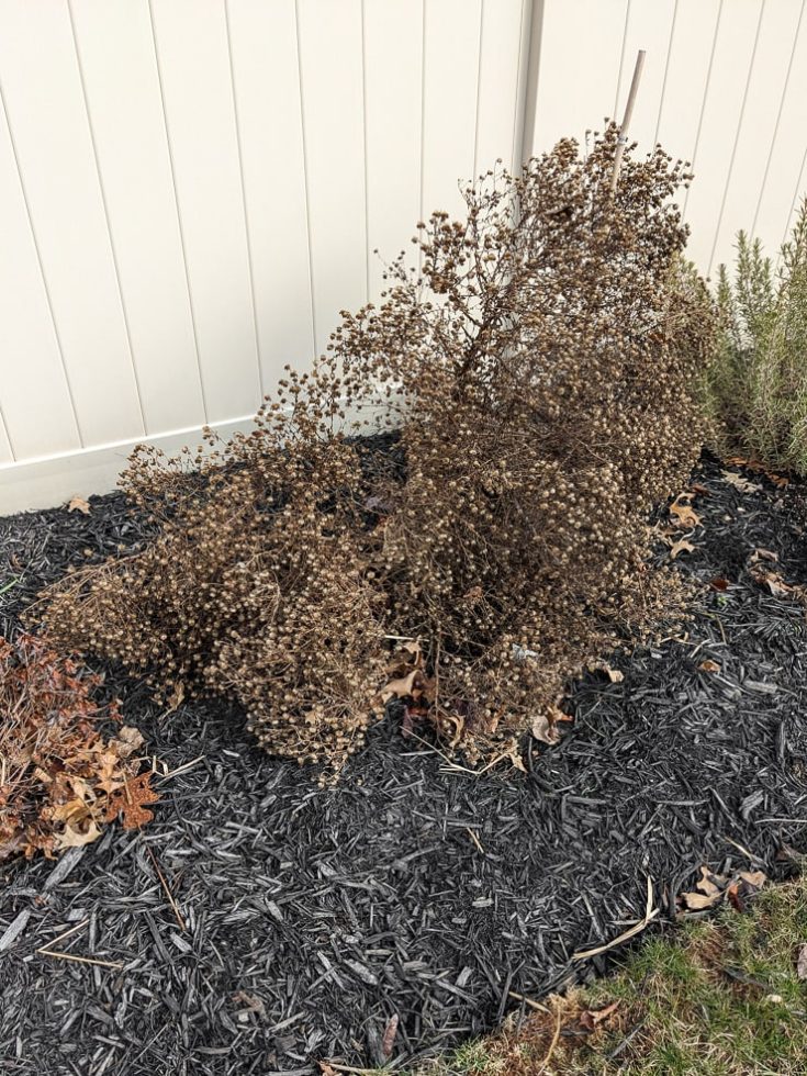 Learn how to grow aster flowers—a perfect fall pollinator!