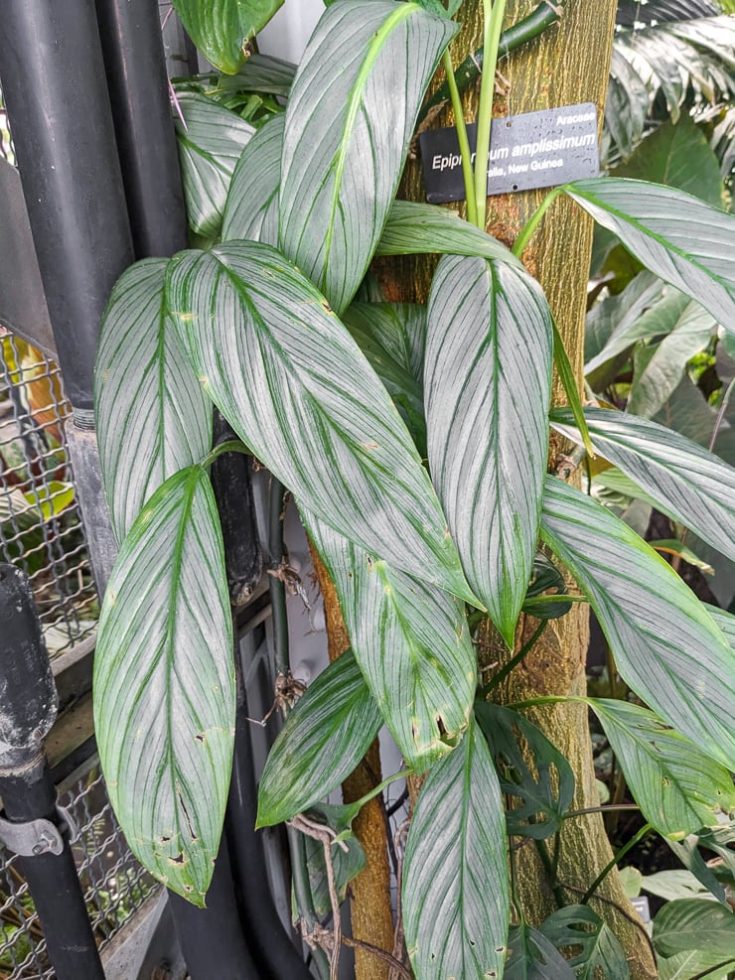 How do you care for Epipremnum Amplissimum? Here's my guide!