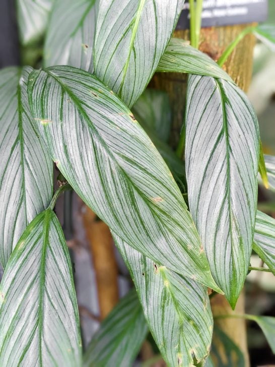 How do you care for Epipremnum Amplissimum? Here's my guide!