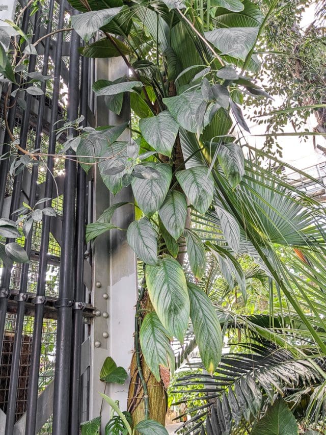 How do you care for Epipremnum Amplissimum? Here's my guide!