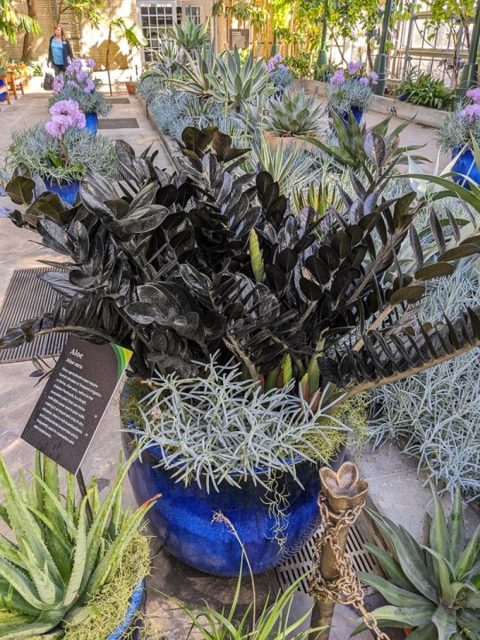 How to care for the stunning, unbelievably hardy raven ZZ plant