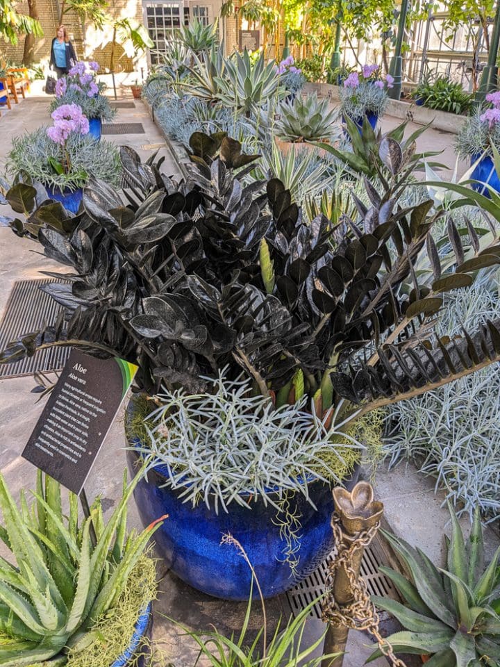 How to care for the stunning, unbelievably hardy raven ZZ plant