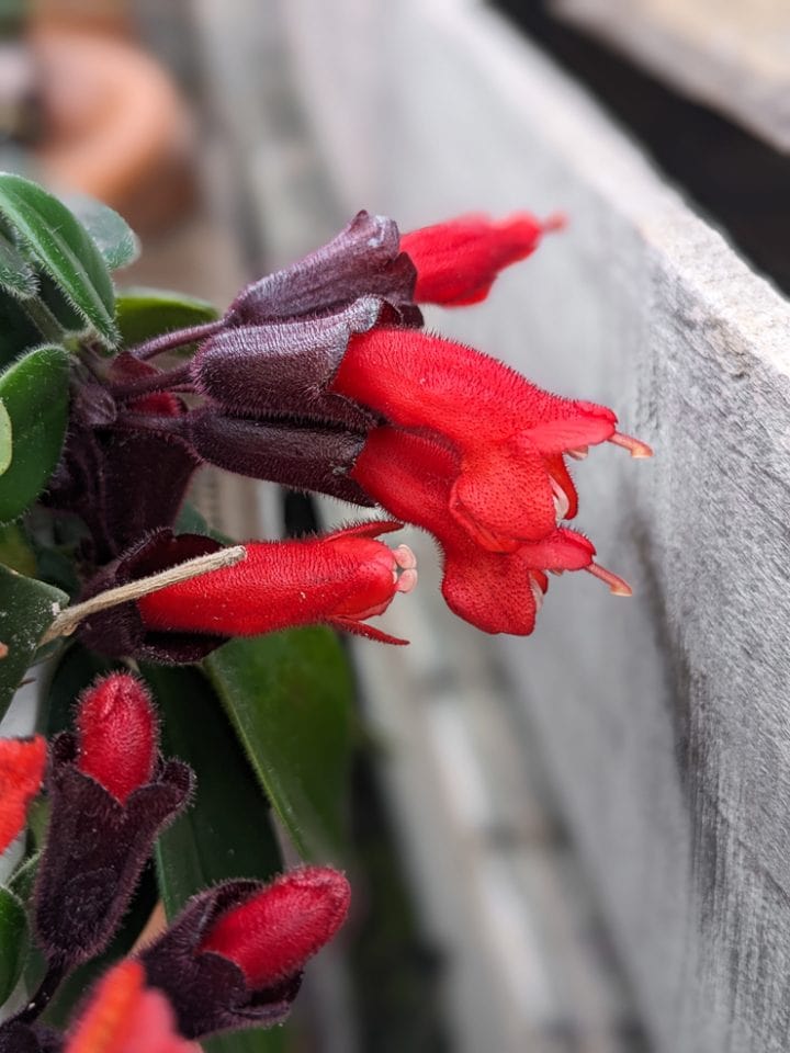 Learn all about caring for the classic lipstick plant!