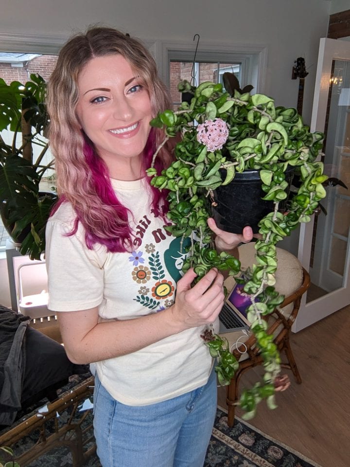 How to get a hoya to bloom & my tips for encouraging flowering!