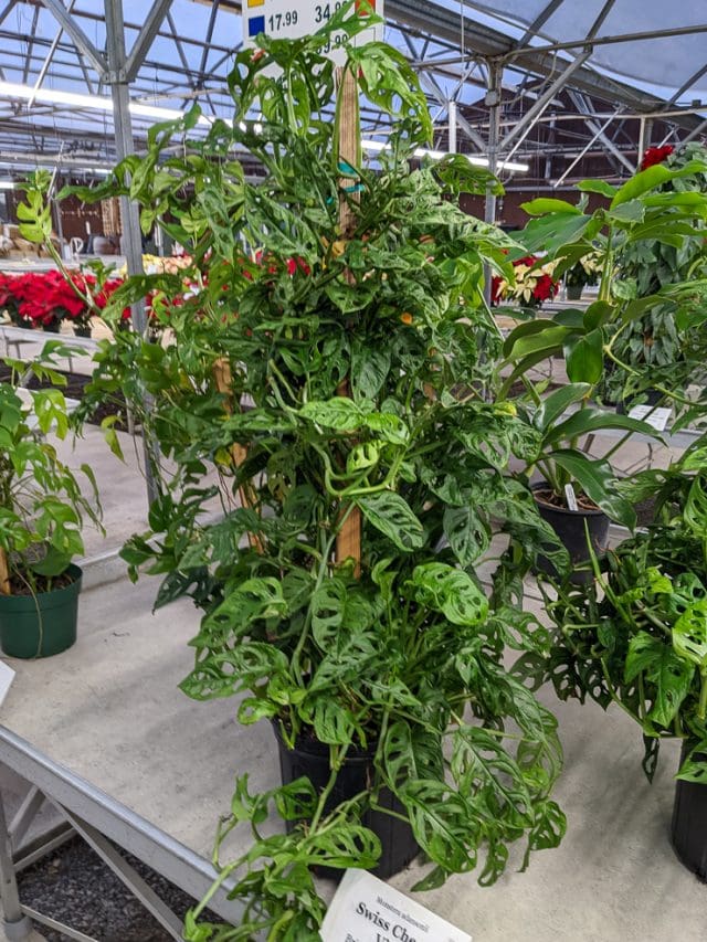 Everything you need to know about monstera adansonii care!