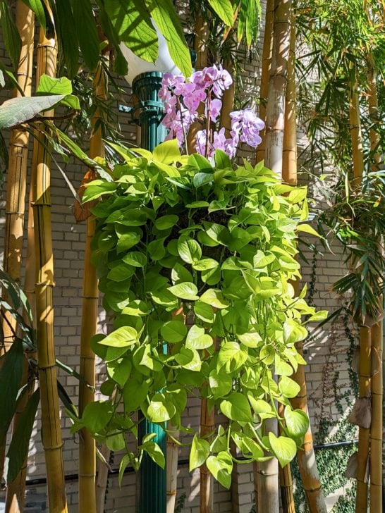 Neon Pothos Care - By Brittany Goldwyn | Plants & Projects