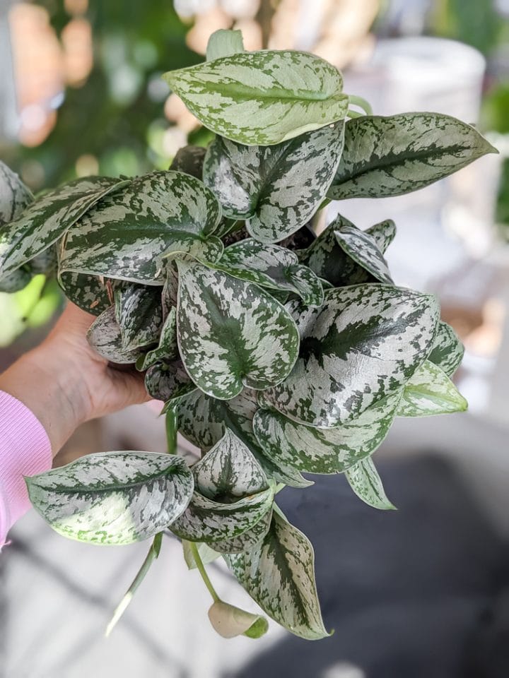 Scindapsus-Pictus-Exotica-1 - By Brittany Goldwyn | Live Creatively