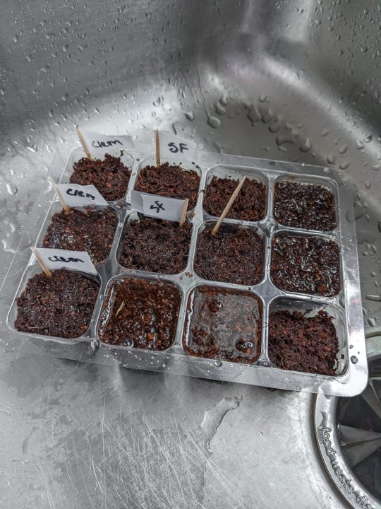 Seed starting 101 & how I start my seeds indoors