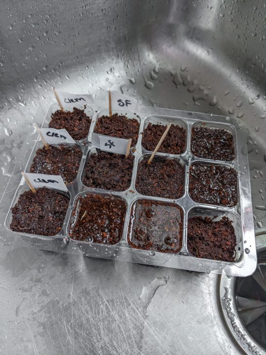 Seed starting 101 & how I start my seeds indoors