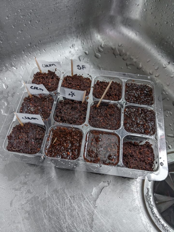 Seed starting 101 & how I start my seeds indoors