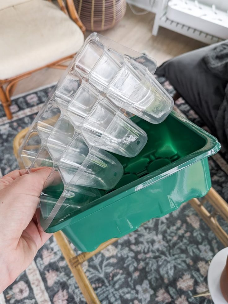 Seed starting 101 & how I start my seeds indoors