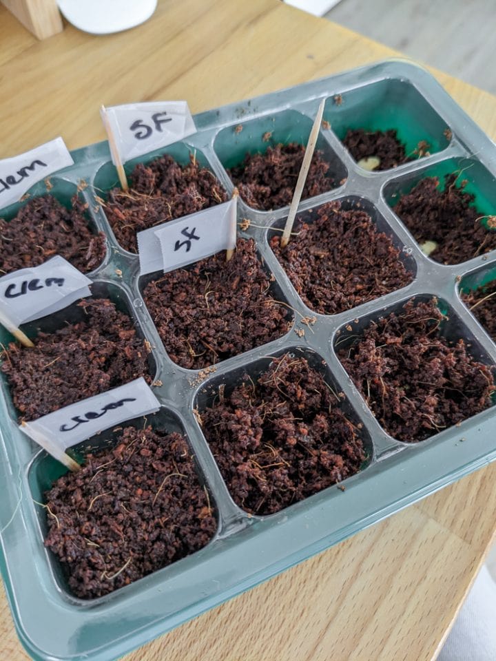 Seed starting 101 & how I start my seeds indoors