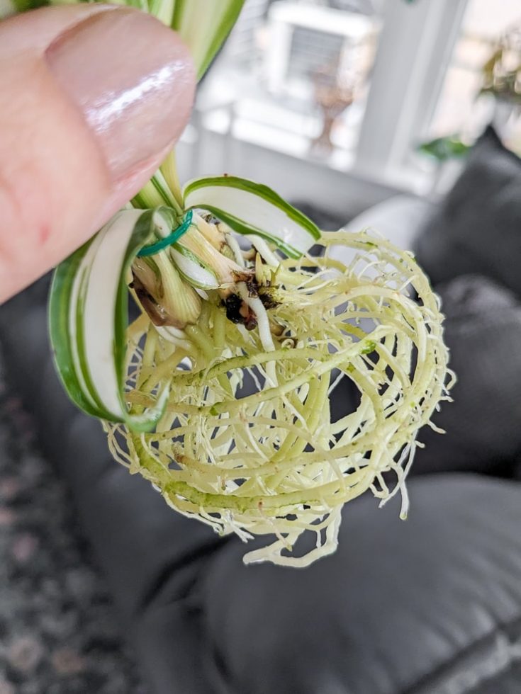 How to propagate spider plants easily in water, including babies!