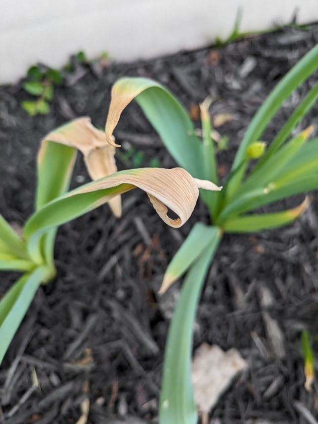 How to plant & grow allium (aka the ornamental onion)